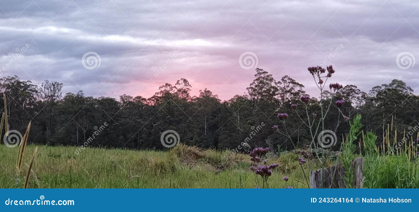 Rural sunset nsw Australia stock photo. Image of australia - 243264164