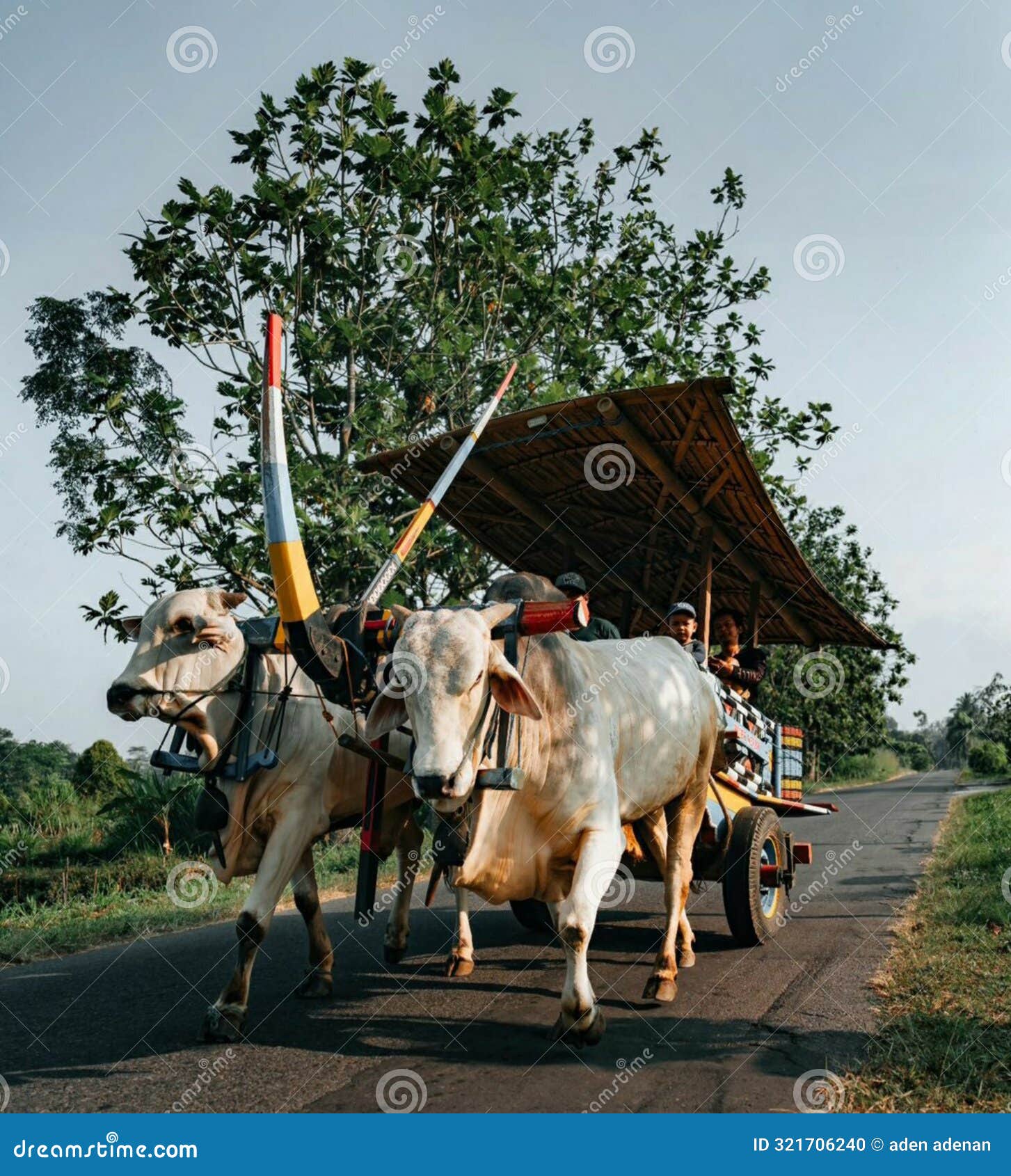 Rural Transportation Still Uses the Traditional System with Cattle ...