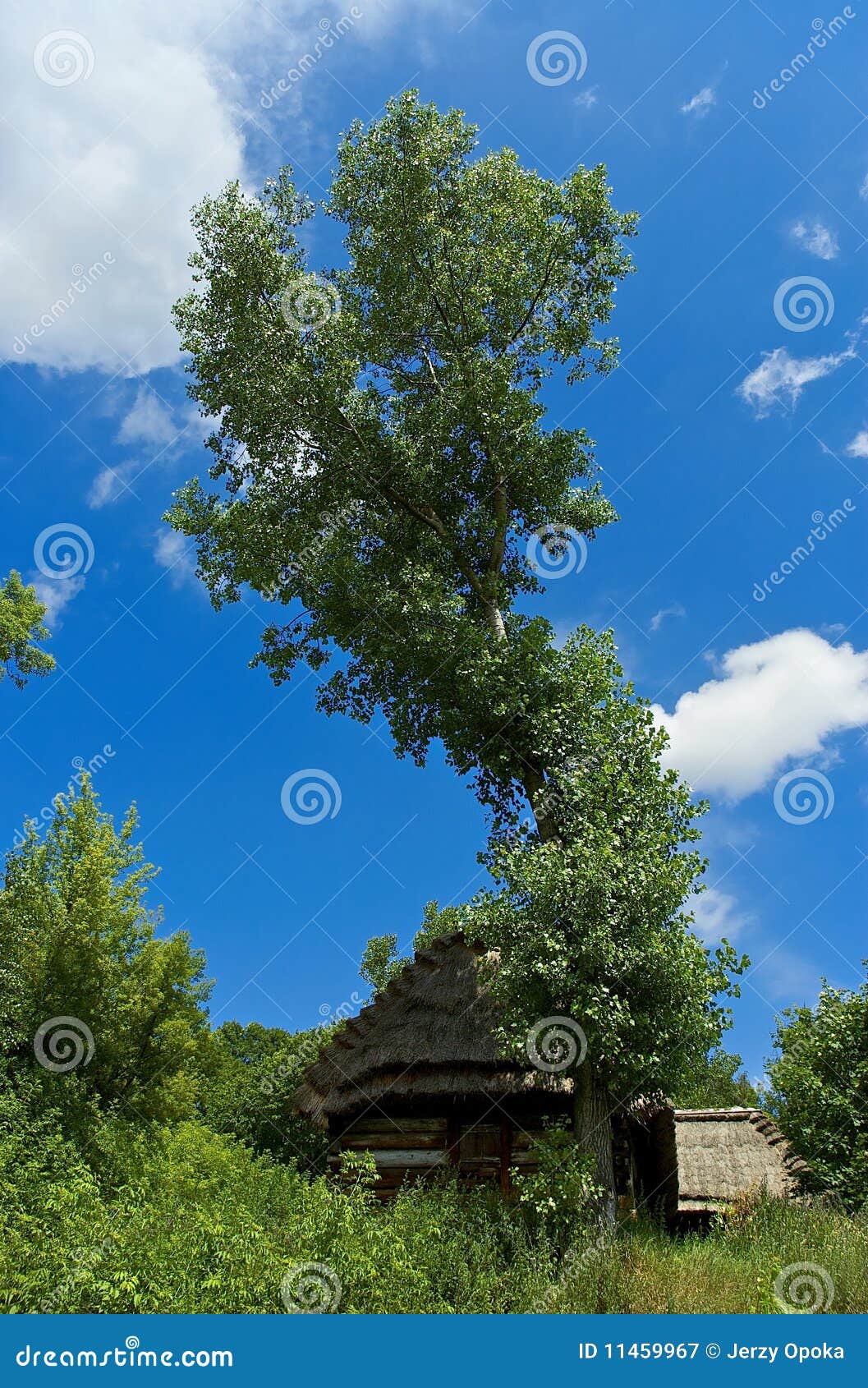 Rural tree stock image. Image of clouds, museum, culture - 11459967