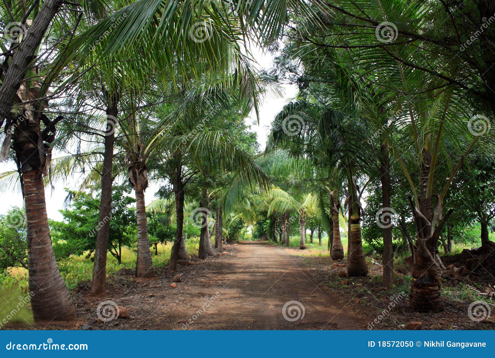 Rural Tropical Road stock photo. Image of tropic, path - 18572050