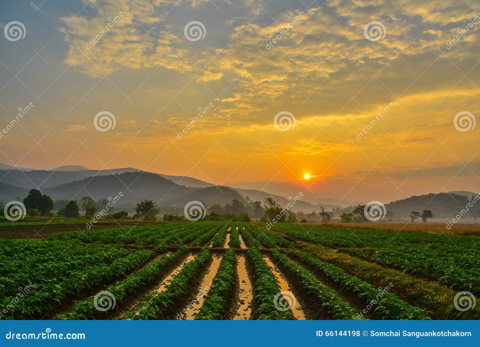 Rural vegetable farm stock photo. Image of country, leaf - 66144198