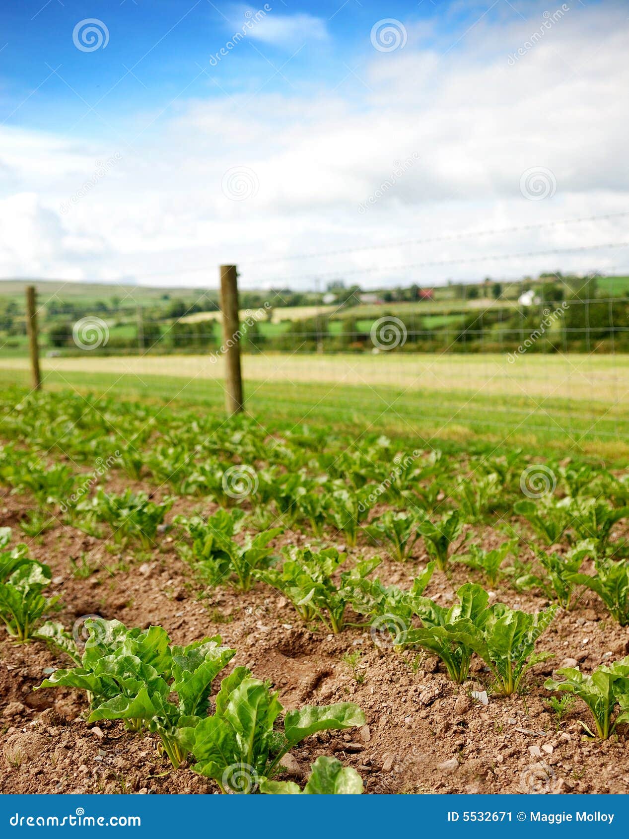 Rural Vegetable Plot stock image. Image of grown, earth - 5532671