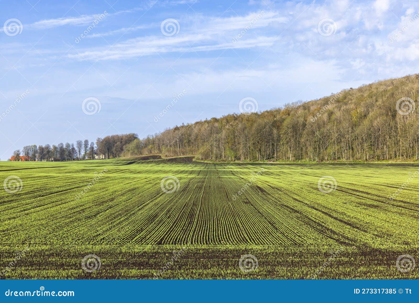Rural View at a Green Field in Spring Stock Image - Image of scene ...