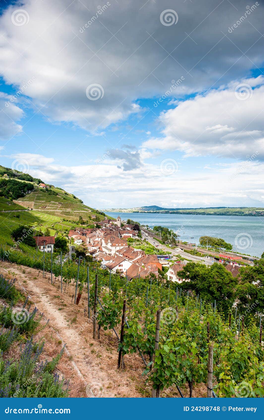 Rural vineyard scenery stock photo. Image of scenery - 24298748