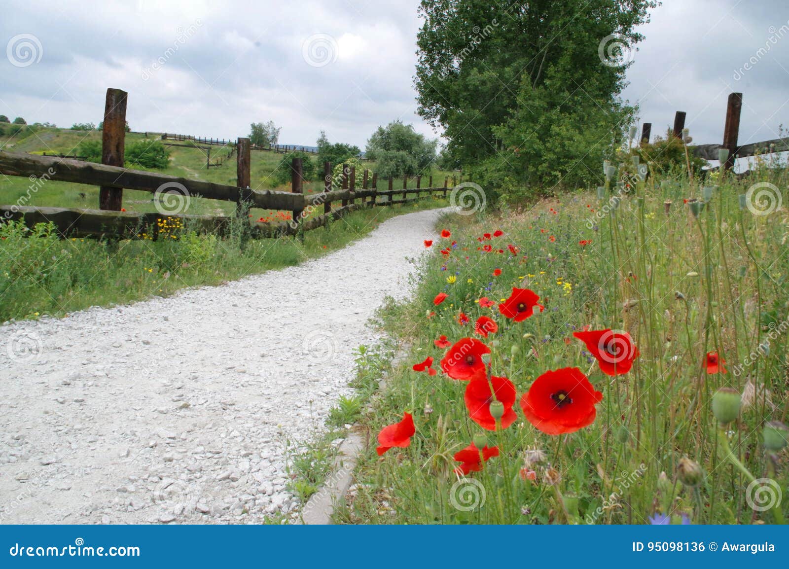 Rural walking path stock photo. Image of landscape, fence - 95098136