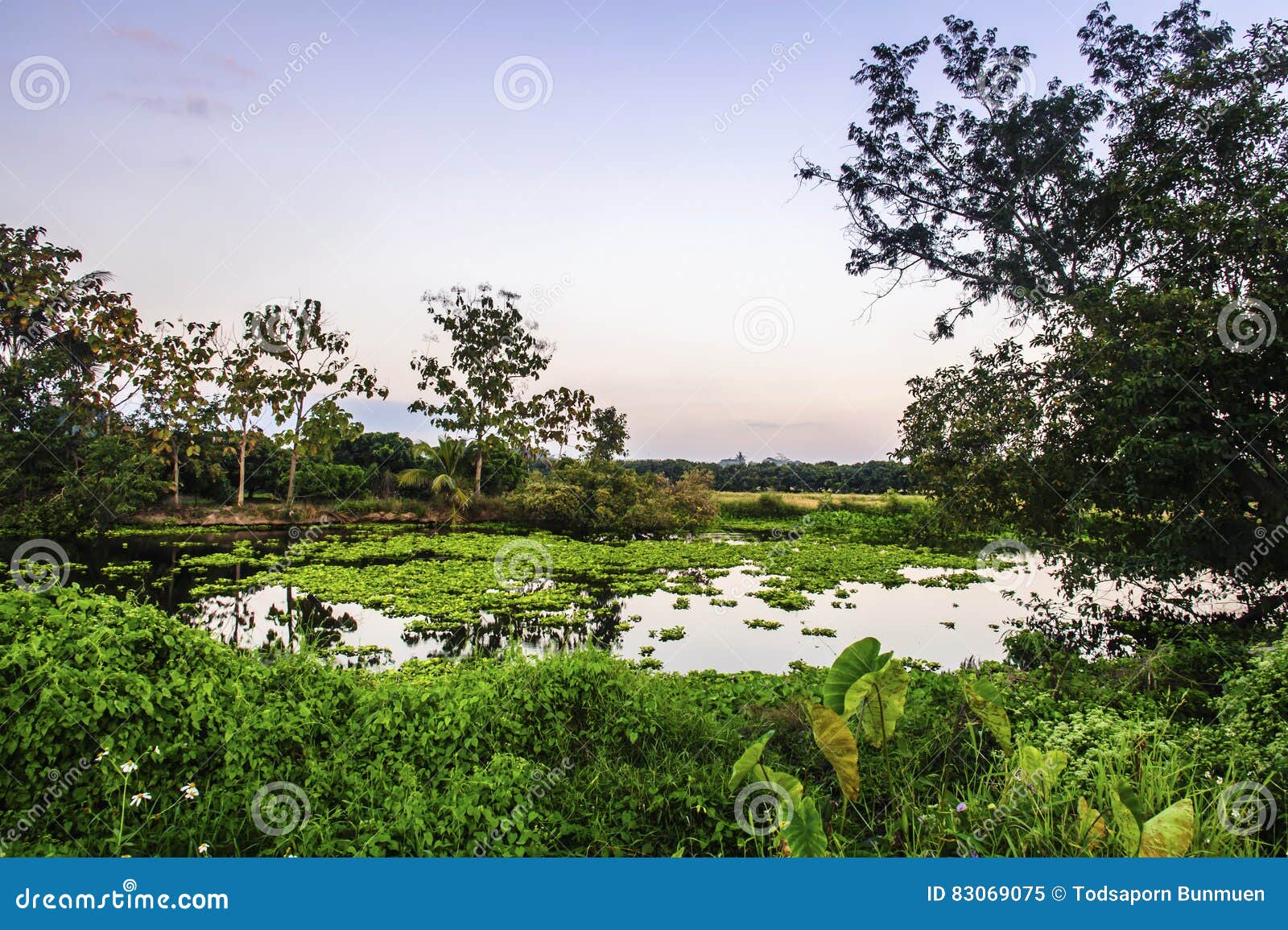 Rural Water Pond of Water with Evening Rural Area Stock Image - Image ...