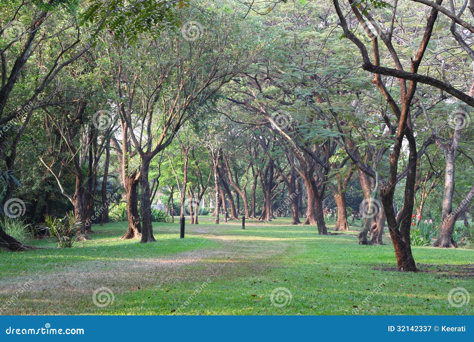 Rural way of tree stock image. Image of grass, leaf, nature - 32142337