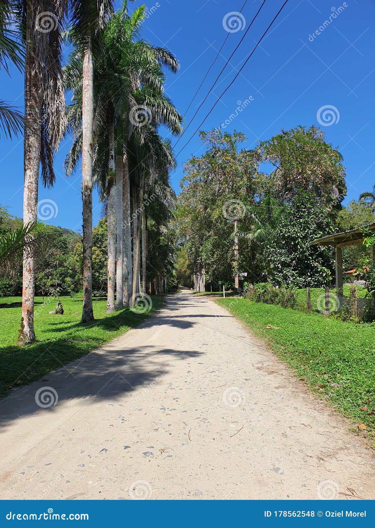 Rural way with palms stock photo. Image of river, terrain - 178562548