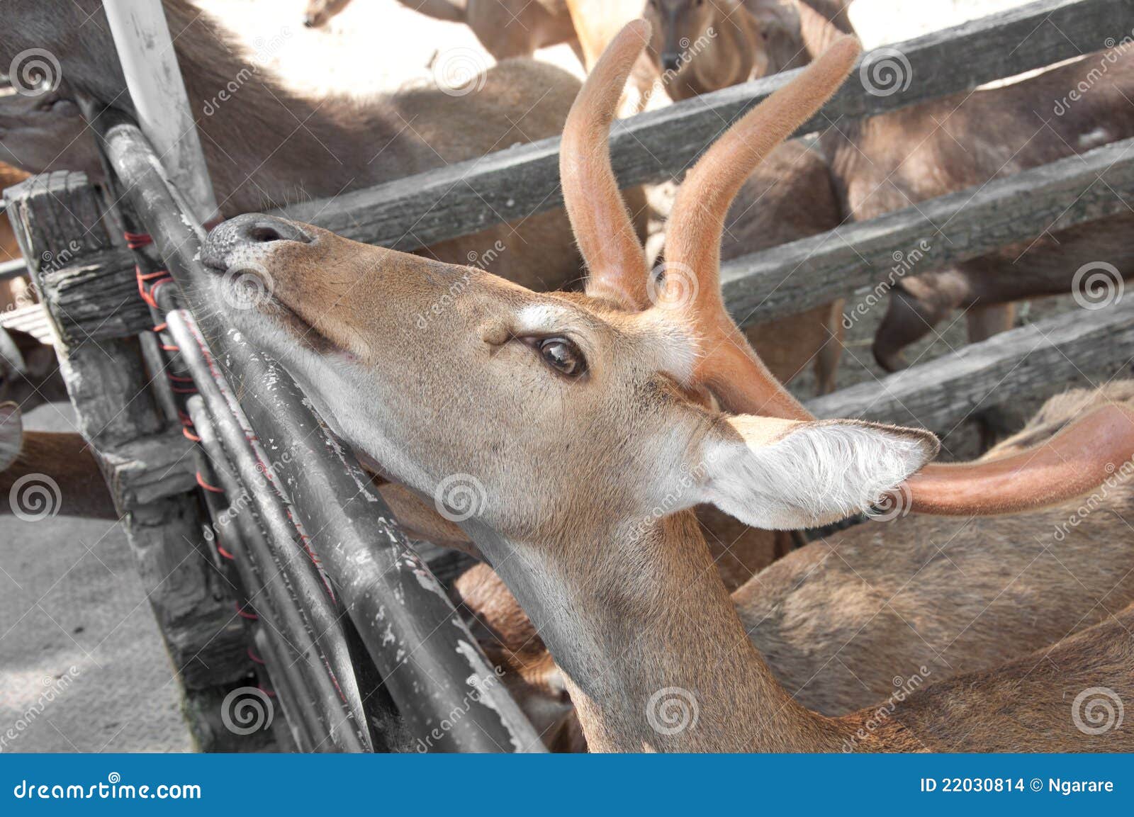Rusa deer stock photo. Image of asian, animal, ears, grazing - 22030814