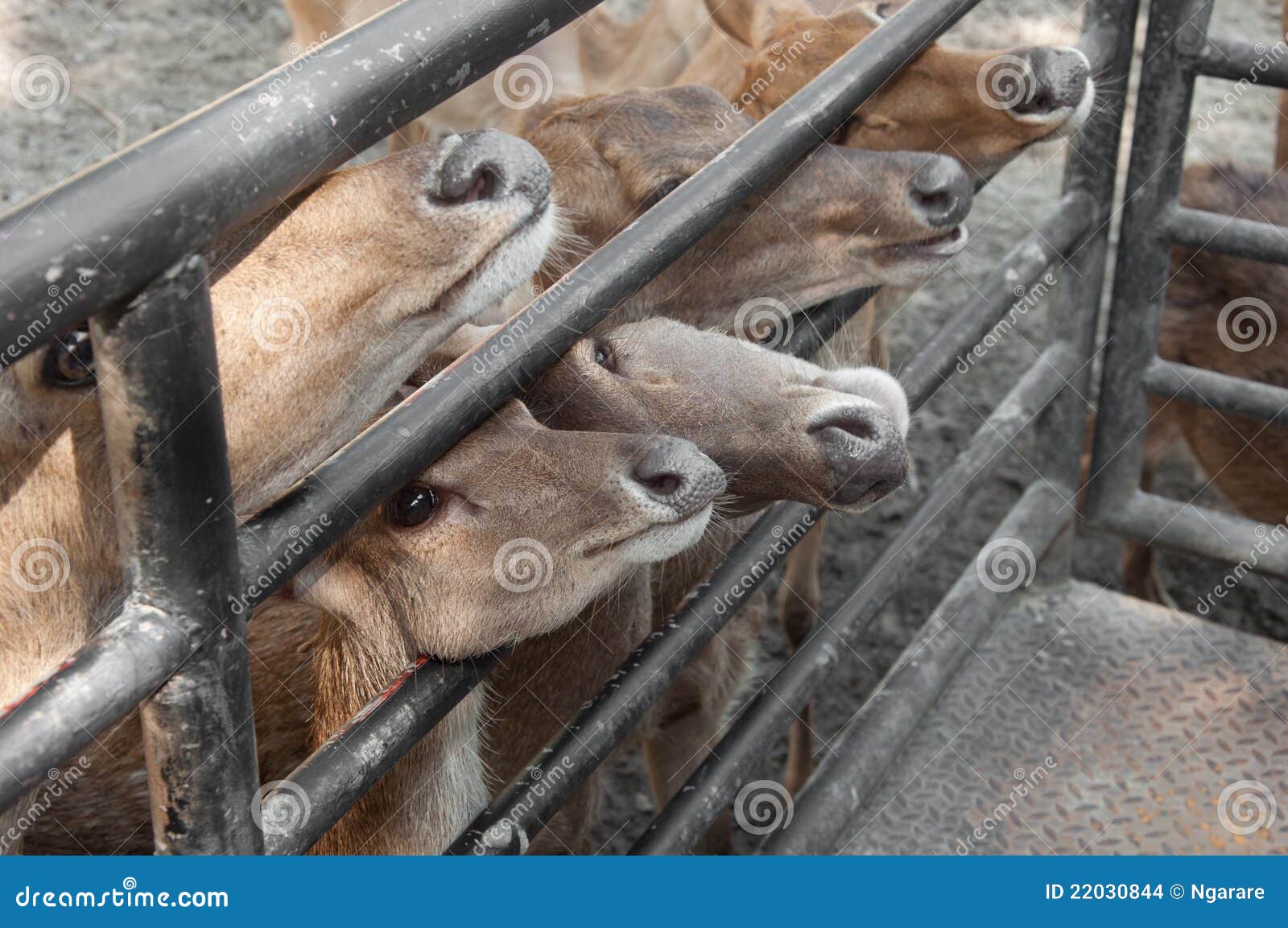 Rusa deer stock photo. Image of asia, forest, mammal - 22030844