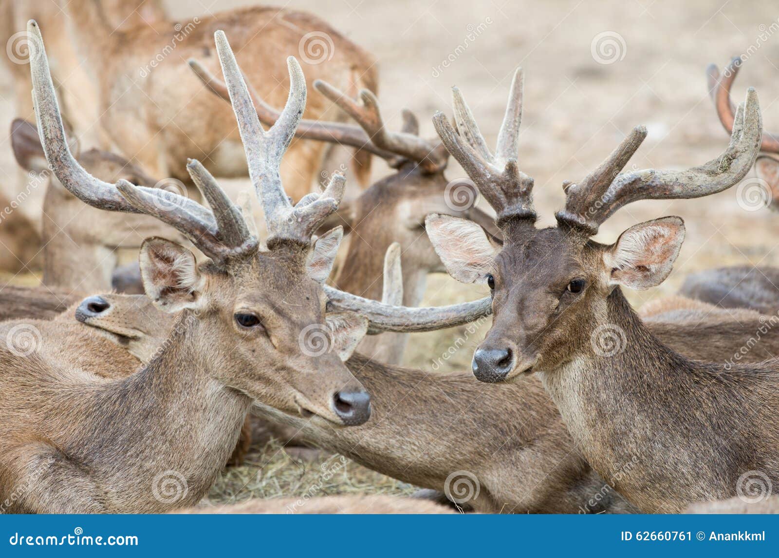Rusa deer stock image. Image of field, tropical, deer - 62660761