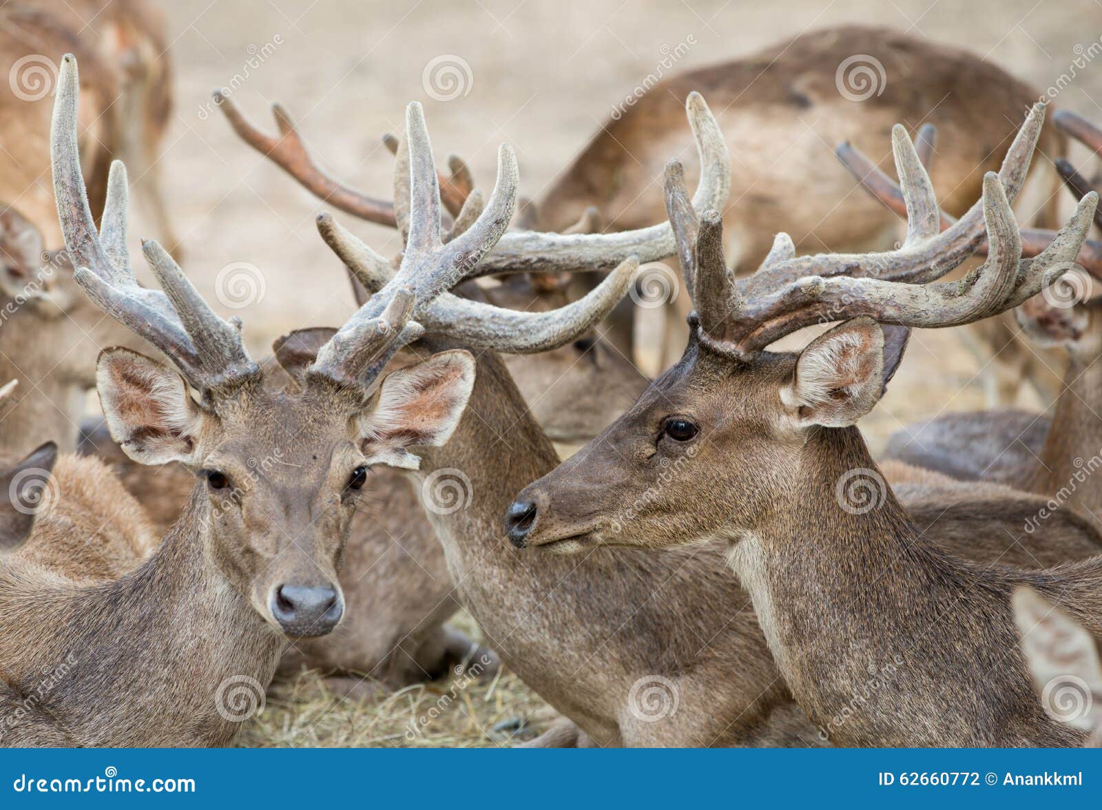 Rusa deer stock photo. Image of forest, field, wild, wildlife - 62660772