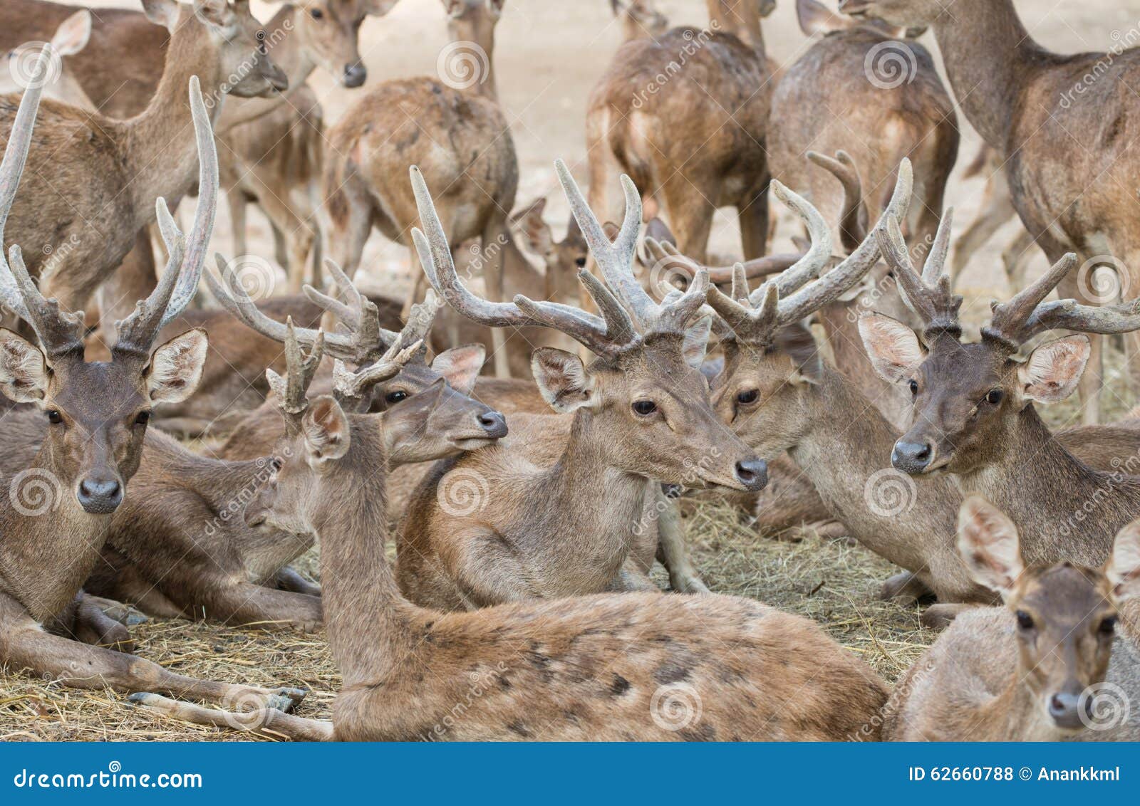 Javan Deer, Rusa Timorensis Royalty-Free Stock Image | CartoonDealer ...