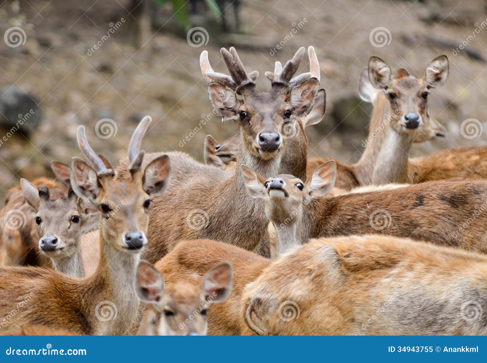Rusa deer stock image. Image of cervus, brown, herbivore - 34943755