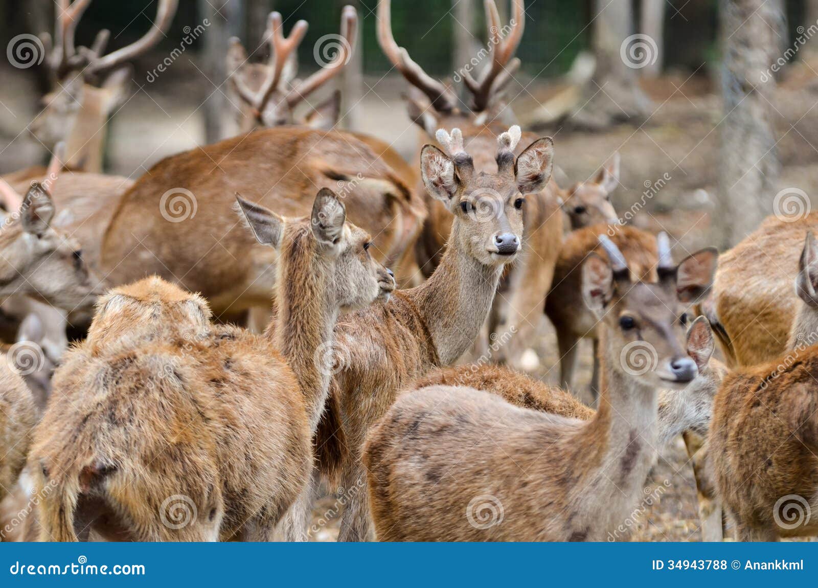 Rusa deer stock photo. Image of herbivore, rusa, antler - 34943788