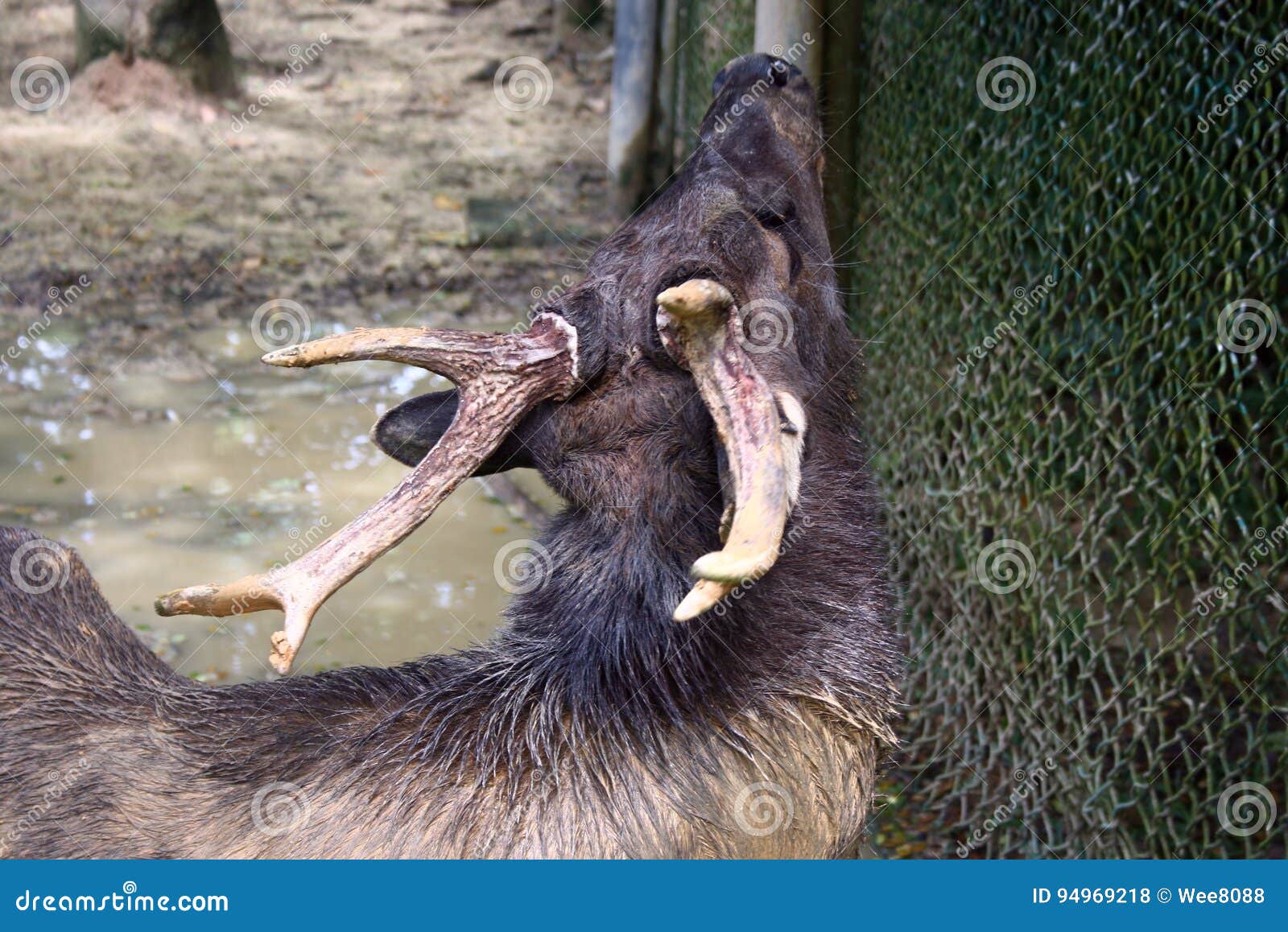 Rusa Deer, a Native Deer in Indonesia Stock Photo - Image of sambar ...