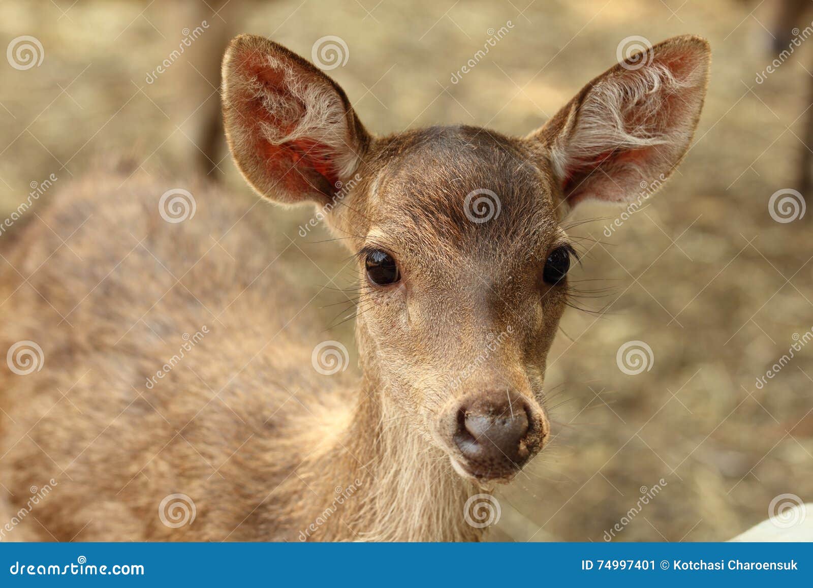 Rusa Deer stock image. Image of mammal, depression, apprehend - 74997401