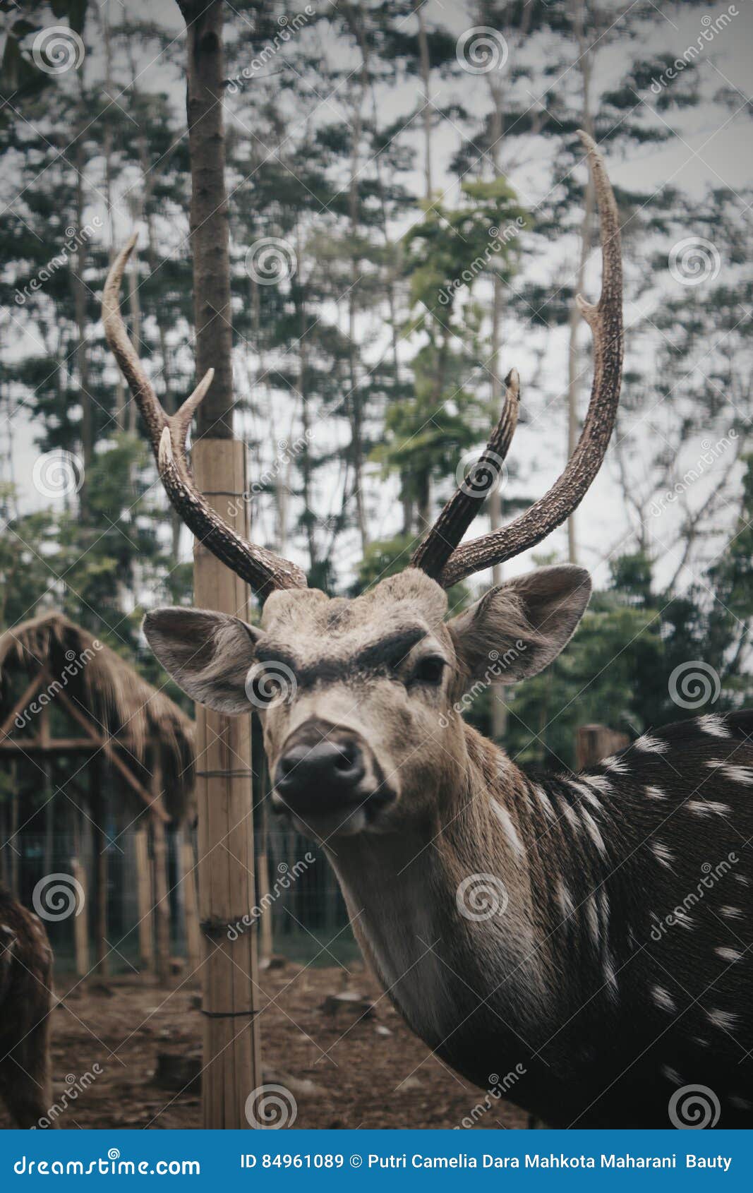 Rusa stock image. Image of rusa, animal, name, indonesian - 84961089