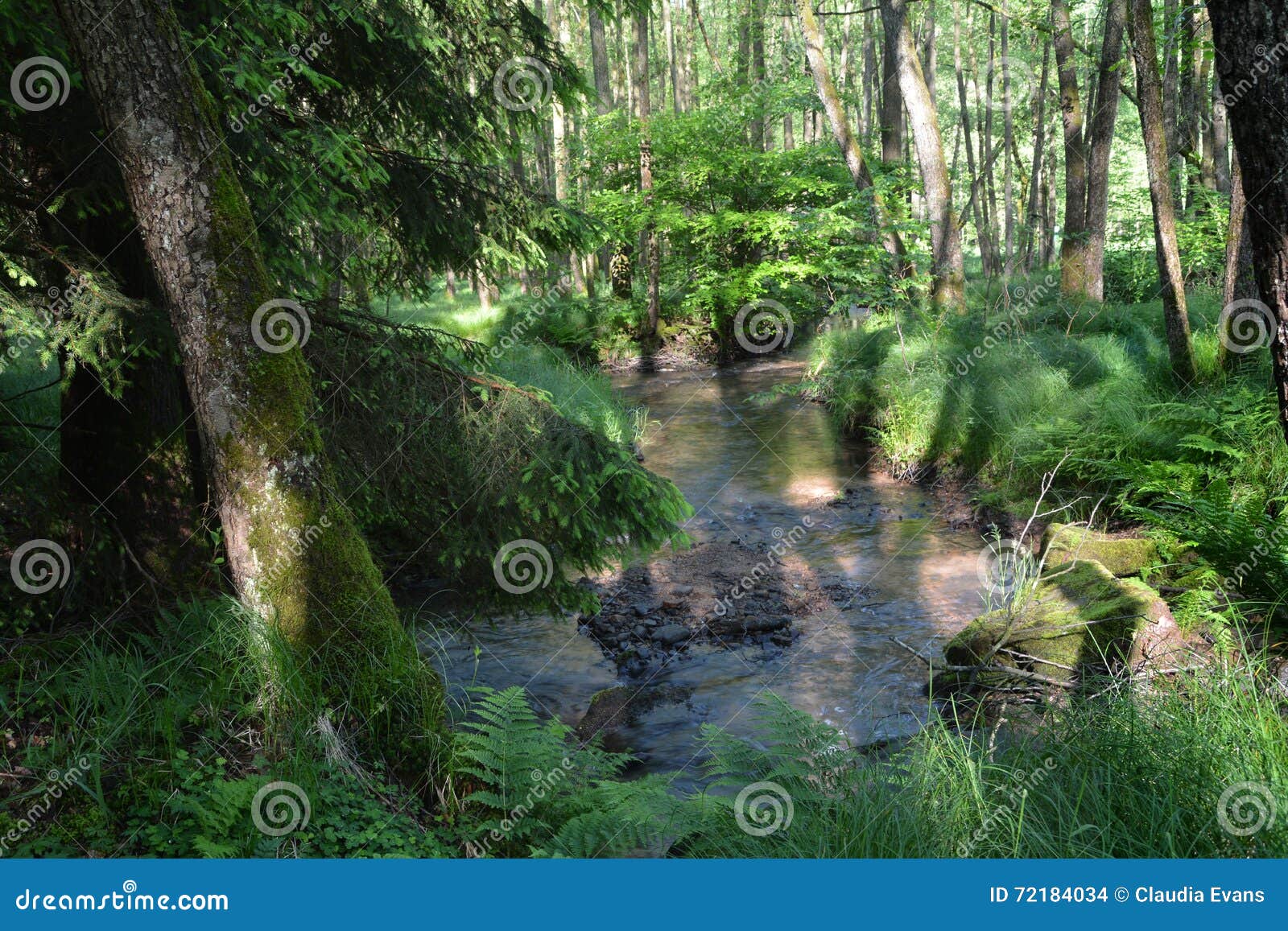 Ruscello Nella Foresta Nel Primo Mattino Fotografia Stock - Immagine di ...