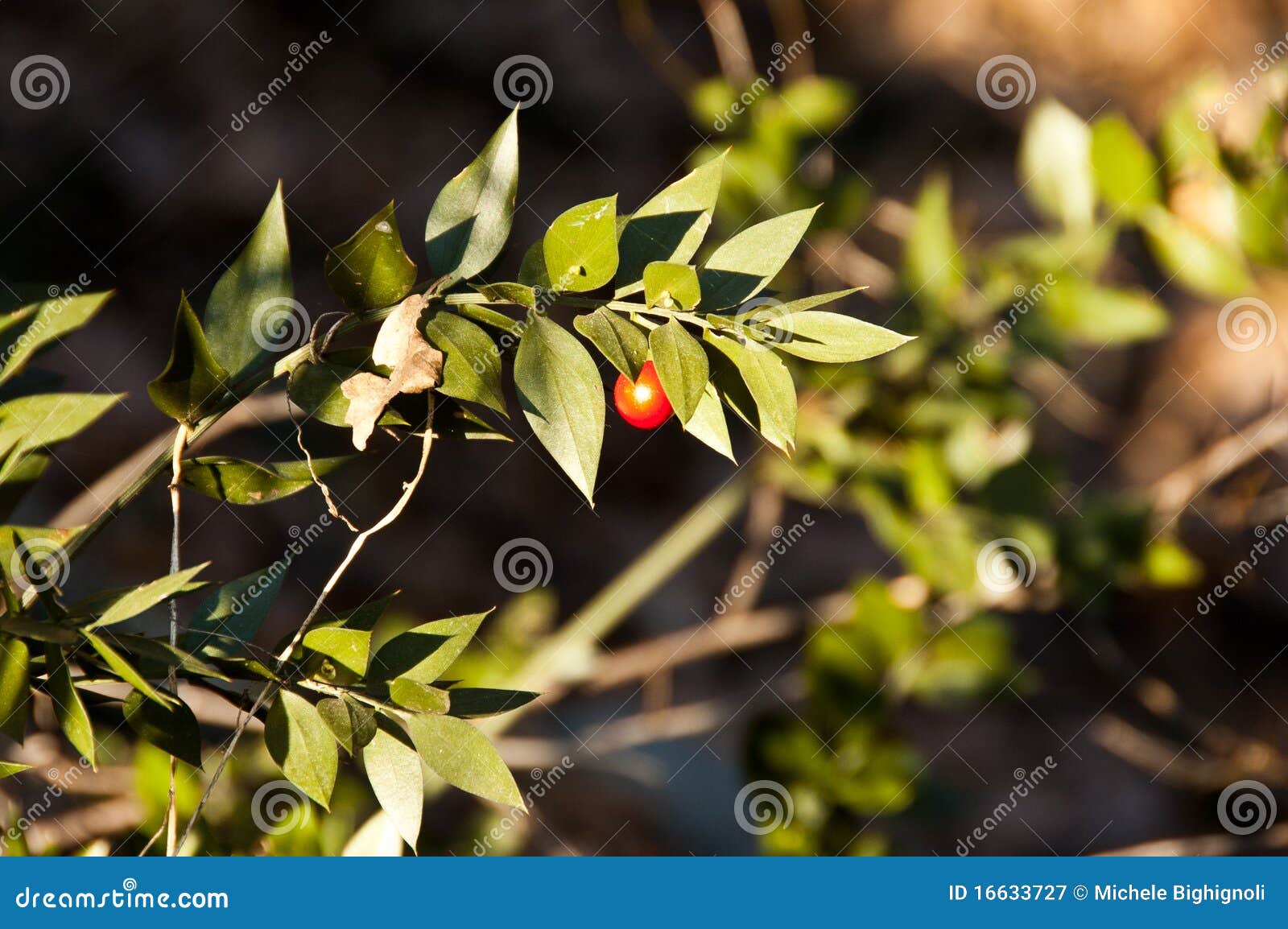 Ruscus Aculeatus stock image. Image of ruscus, outdoors - 16633727