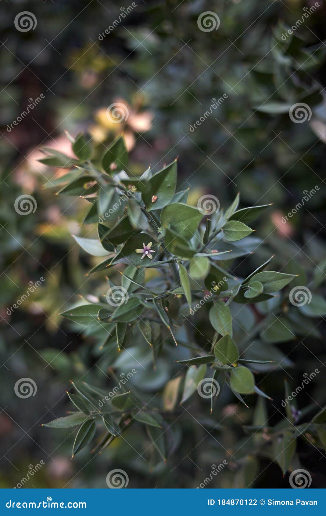 Ruscus aculeatus in bloom stock photo. Image of background - 184870122