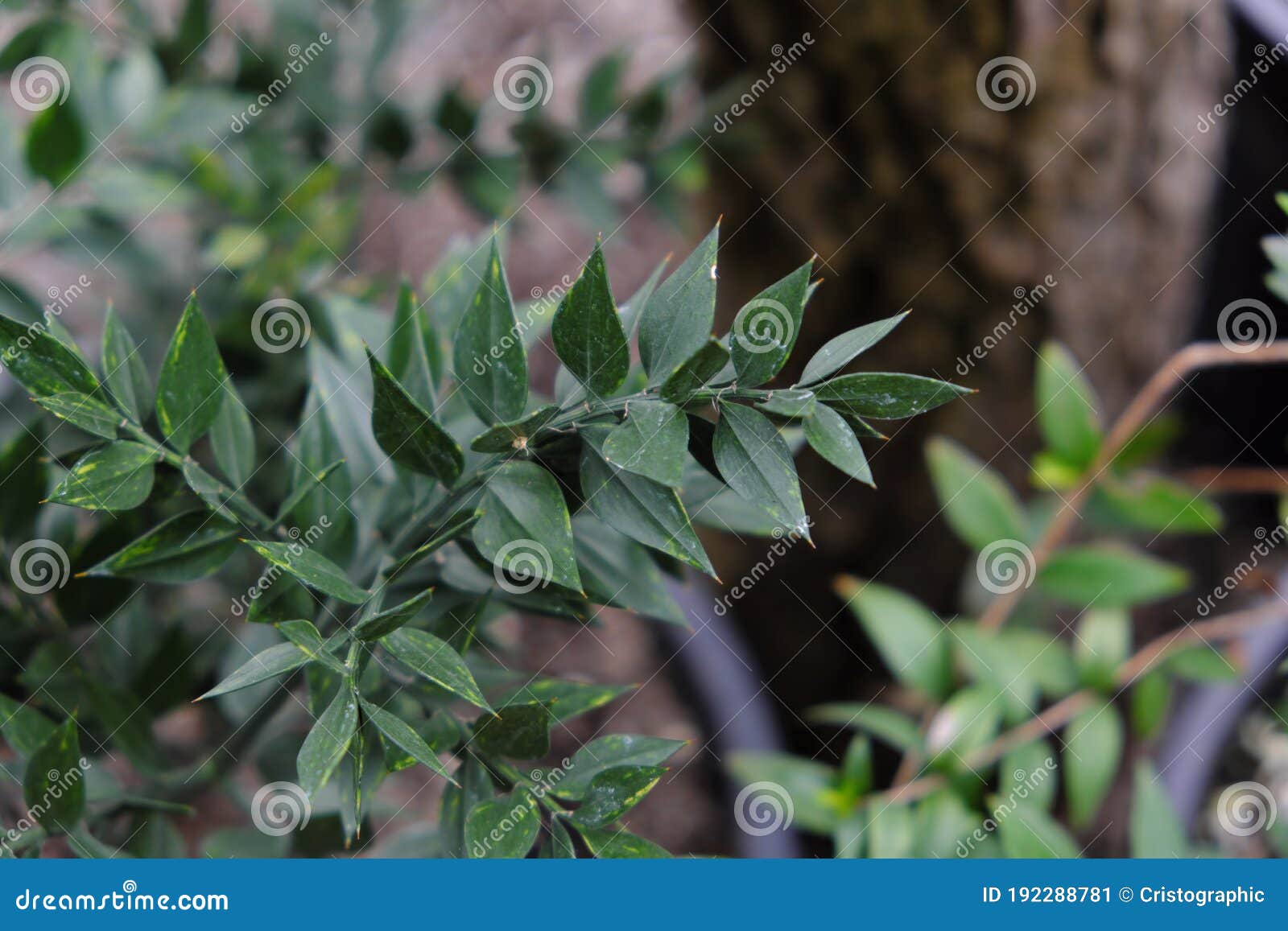 Ruscus aculeatus stock image. Image of ecology, bloom - 192288781
