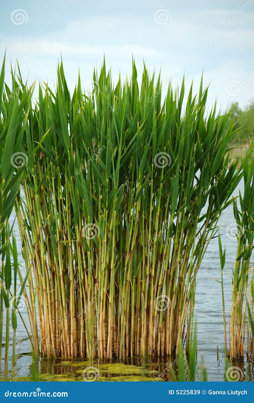 Rush stock image. Image of rushy, reed, stem, rush, bush - 5225839