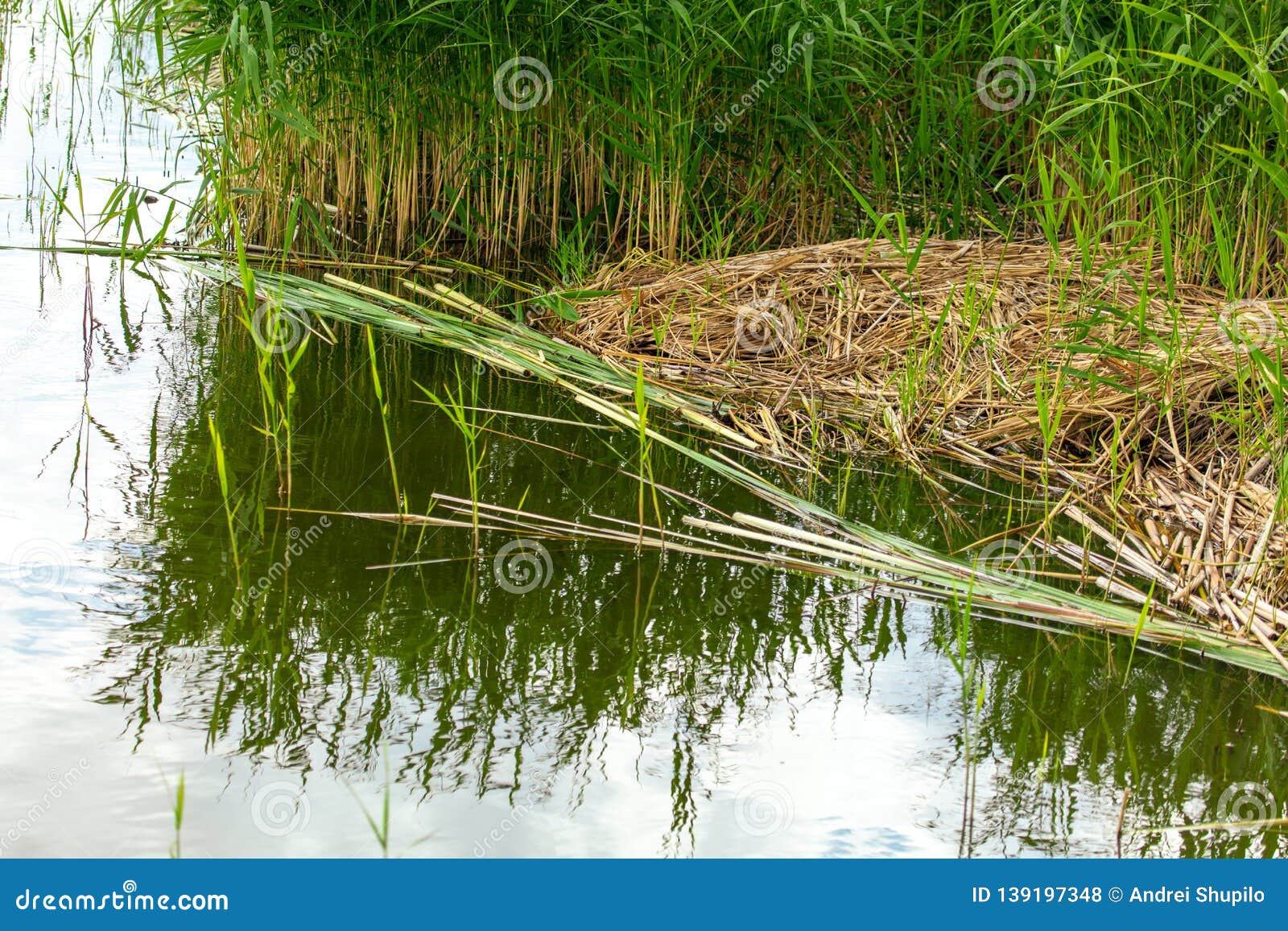 Rush Branches on the Water As a Background Stock Photo - Image of ...