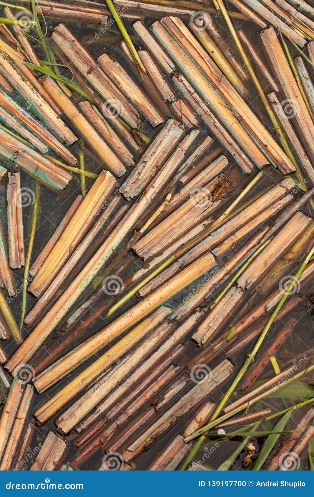 Rush Branches on the Water As a Background Stock Photo - Image of leaf ...