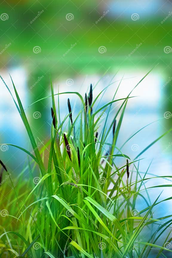 Rush plant stock image. Image of outdoor, leaf, flora - 13977879