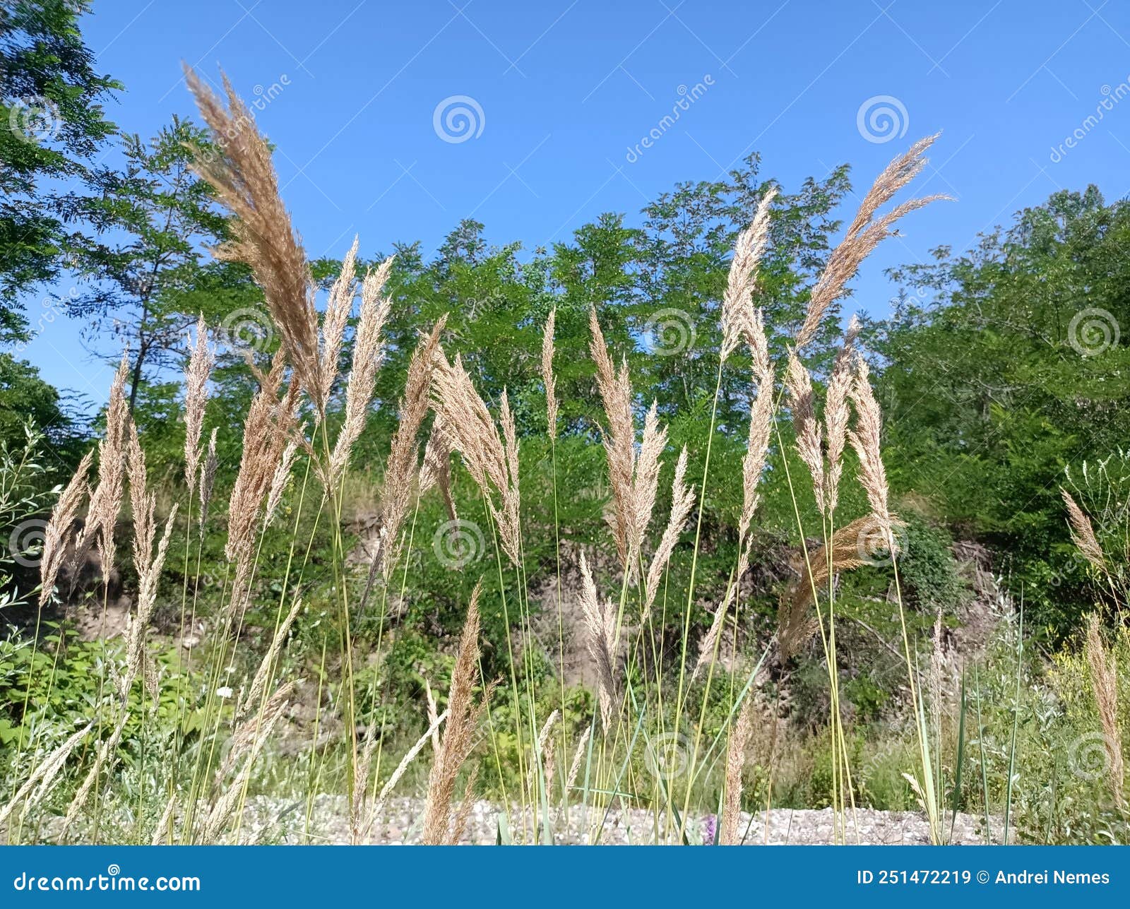 A rush plant on meadown stock image. Image of small - 251472219