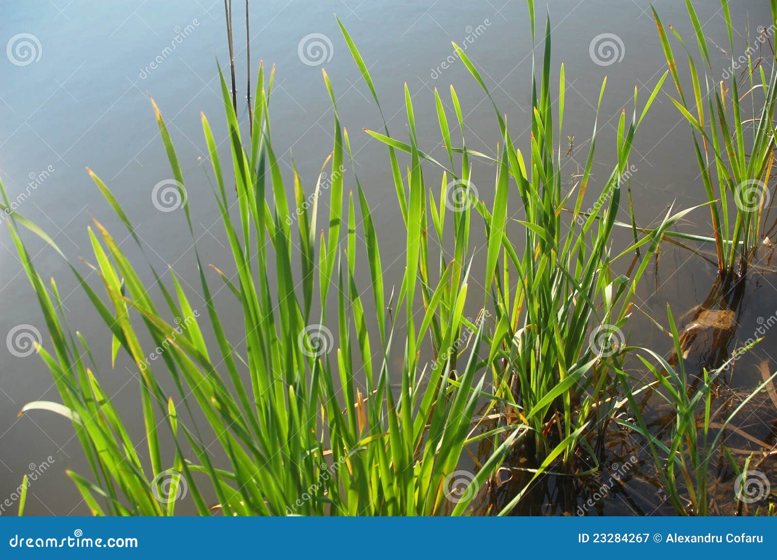 Rush plants stock image. Image of swamp, sunny, green - 23284267