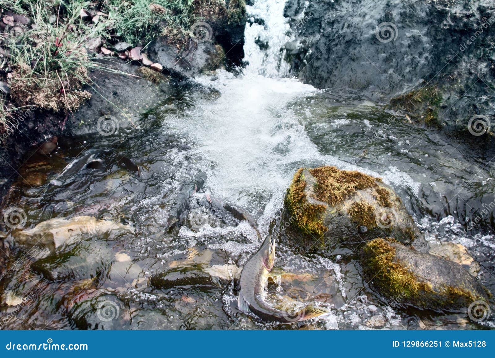 Rush of Salmon To Spawning Grounds Stock Image - Image of force ...