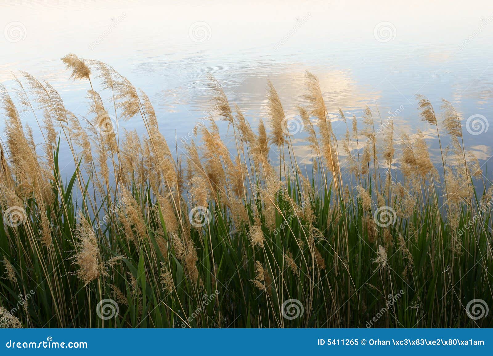 Rushes stock image. Image of grow, dusky, gloomy, lake - 5411265