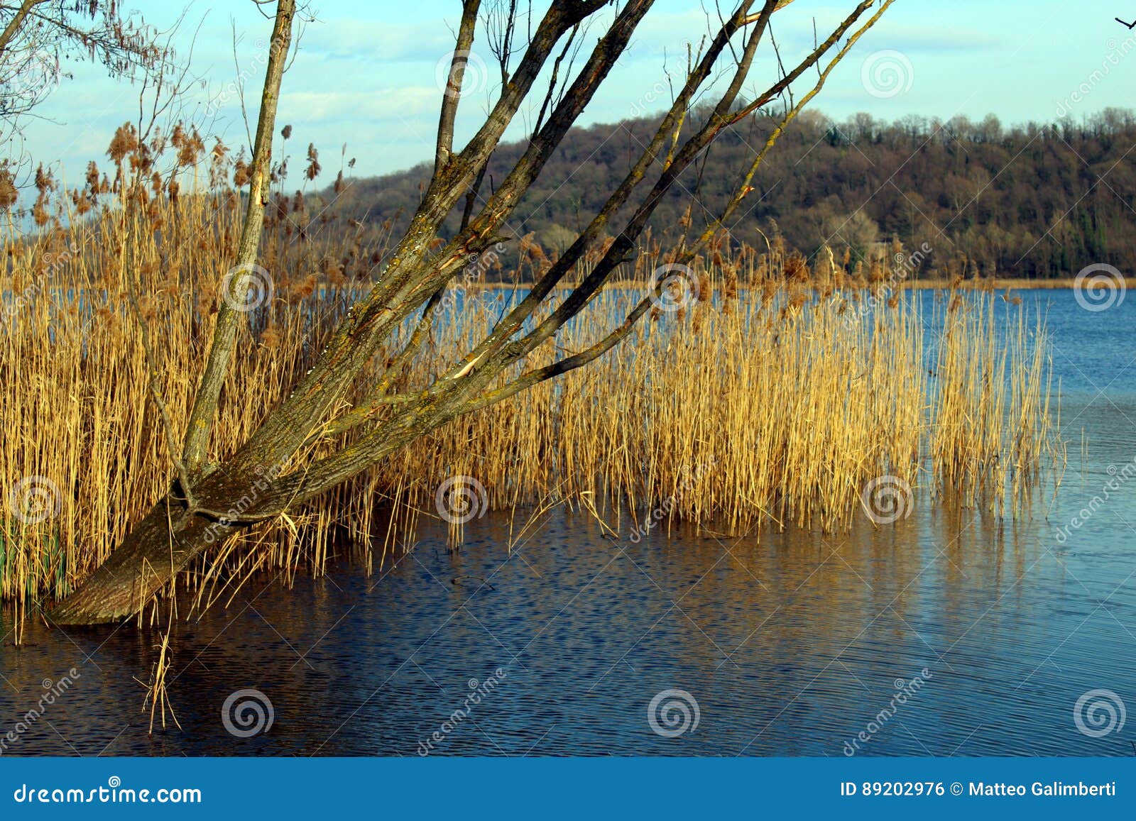 Rushes and Bare Tree on a Lake Stock Photo - Image of outdoor, surface ...