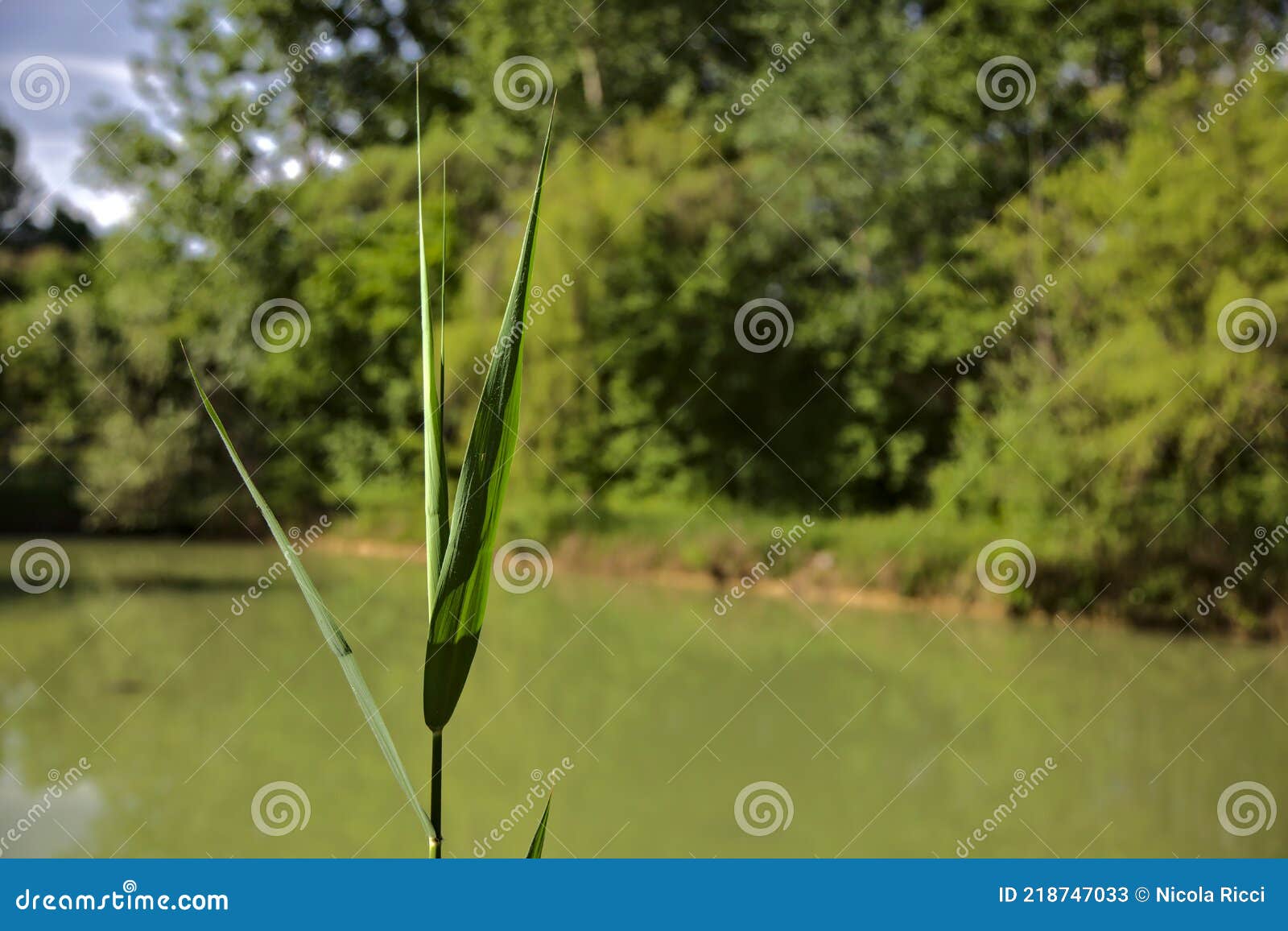 Rushes by the Edge of a Pond Stock Image - Image of alps, decor: 218747033