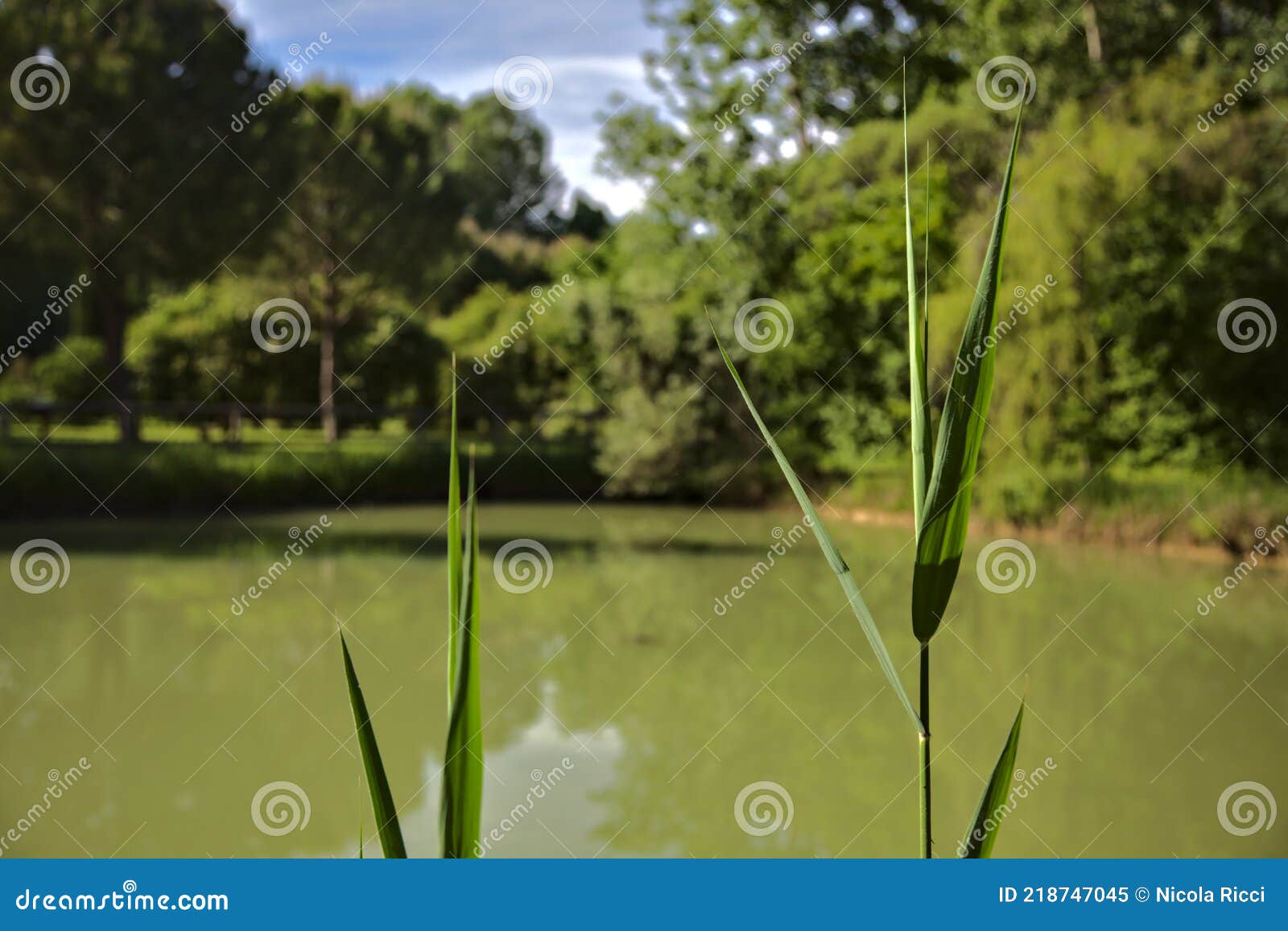 Rushes by the Edge of a Pond Stock Image - Image of back, alps: 218747045