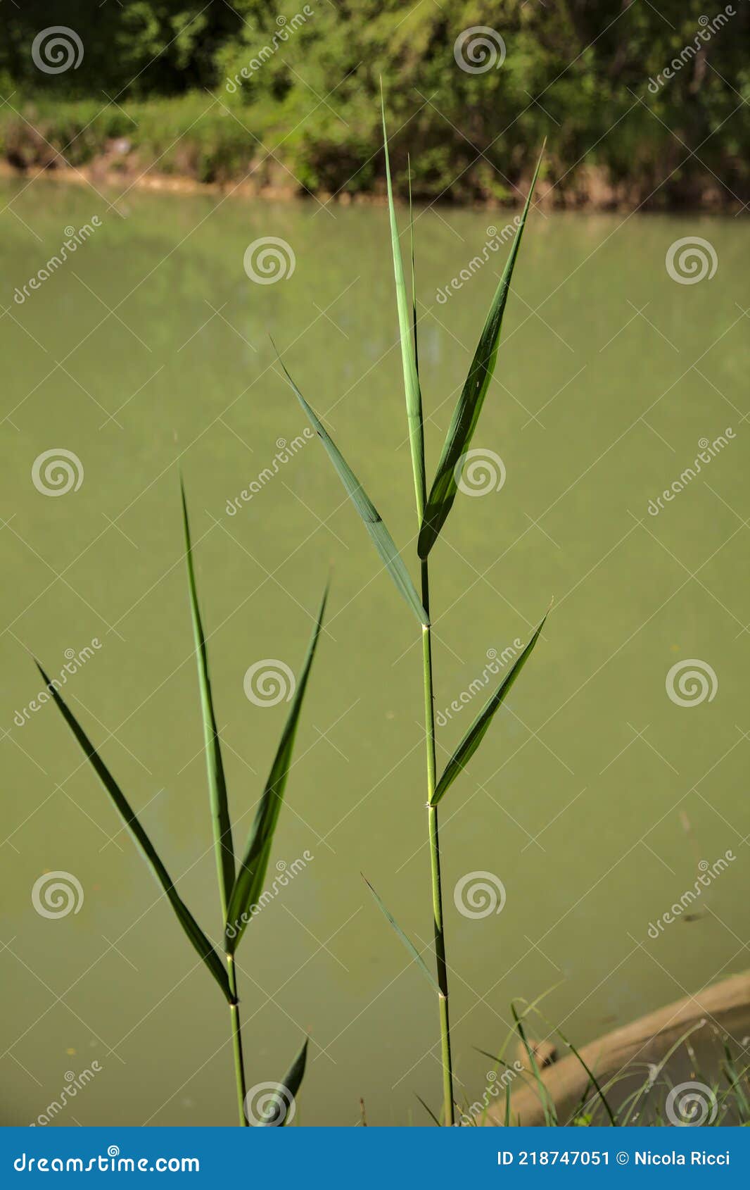 Rushes by the Edge of a Pond Stock Image - Image of bulrush, beam ...
