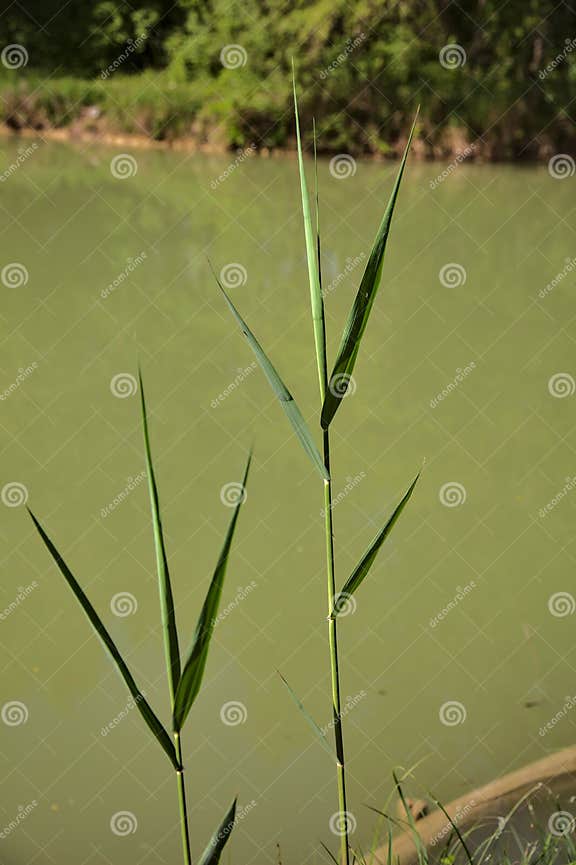 Rushes by the Edge of a Pond Stock Image - Image of bulrush, beam ...