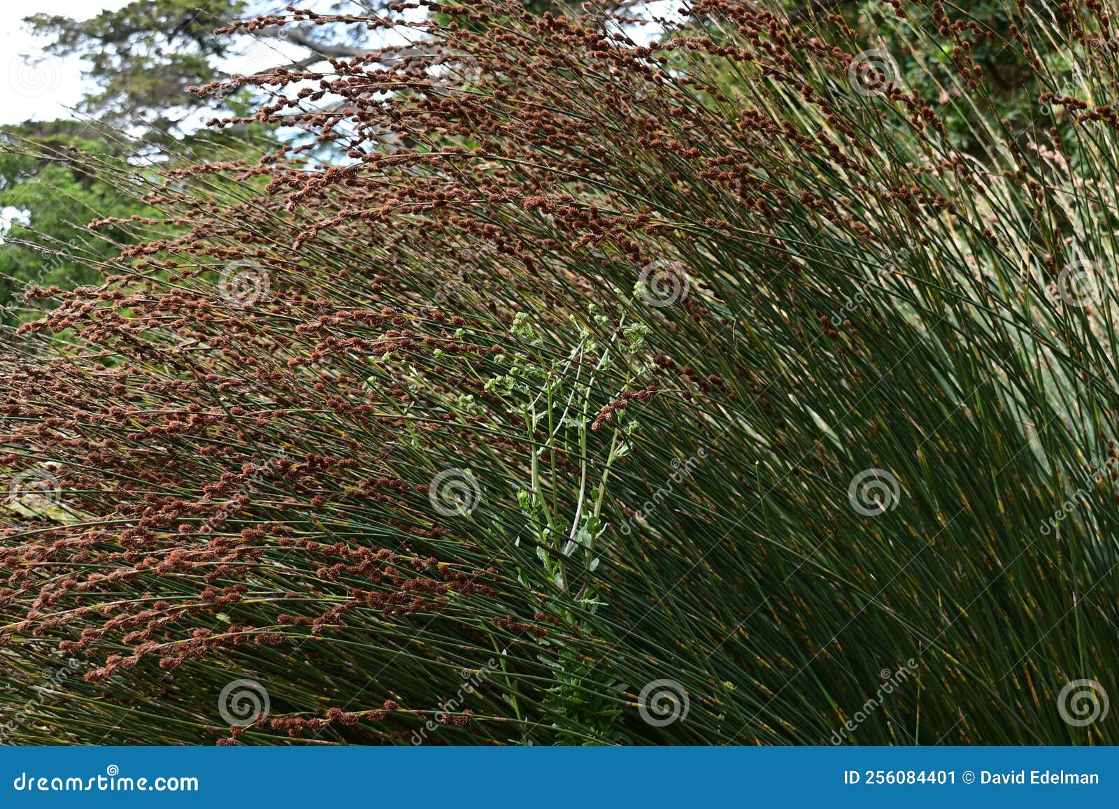 Rushes Juncus 1 stock image. Image of juncus, wetter - 256084401