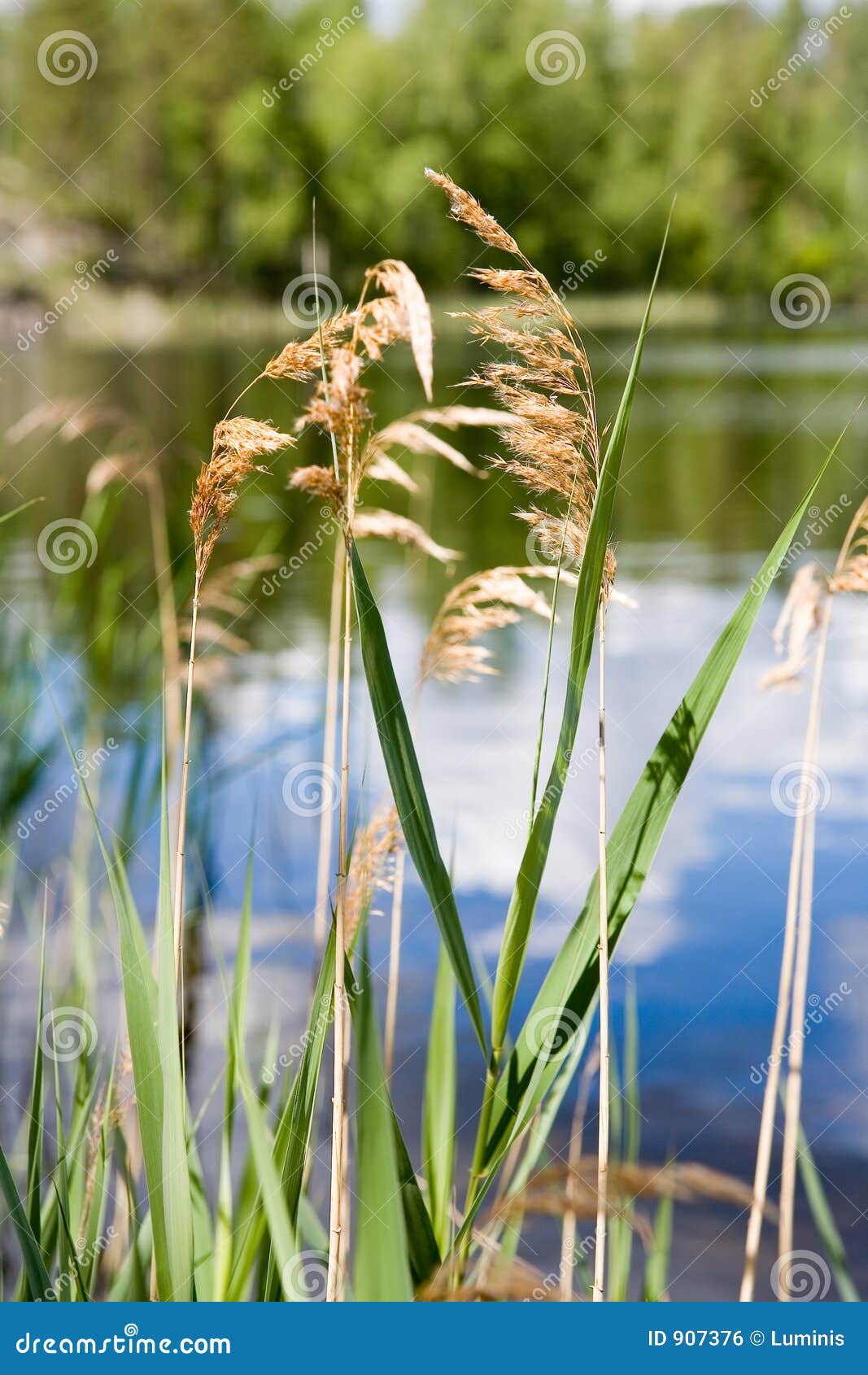 Rushes at Lake stock photo. Image of nordic, lake, nature - 907376