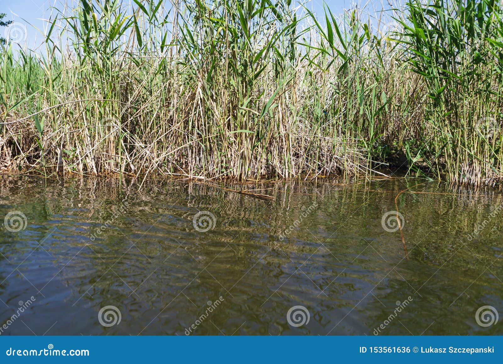 Rushes on the river bank stock photo. Image of closeup - 153561636