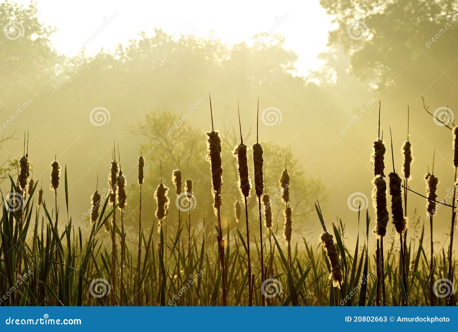 Rushes at sunrise stock image. Image of mist, cattail - 20802663