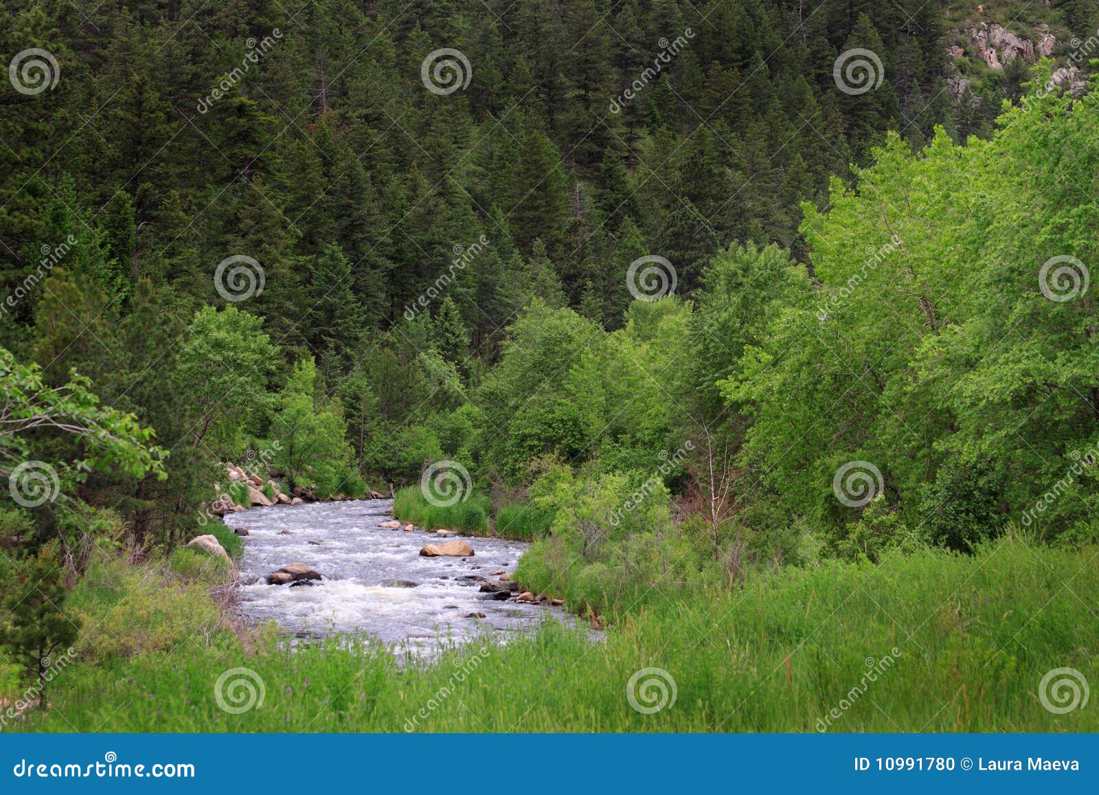 Rushing river stock photo. Image of lush, fresh, leaf - 10991780