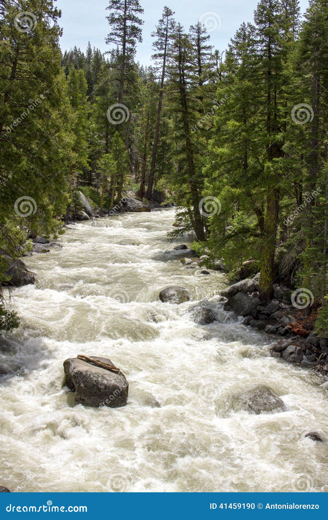 Rushing River stock photo. Image of pine, white, forest - 41459190