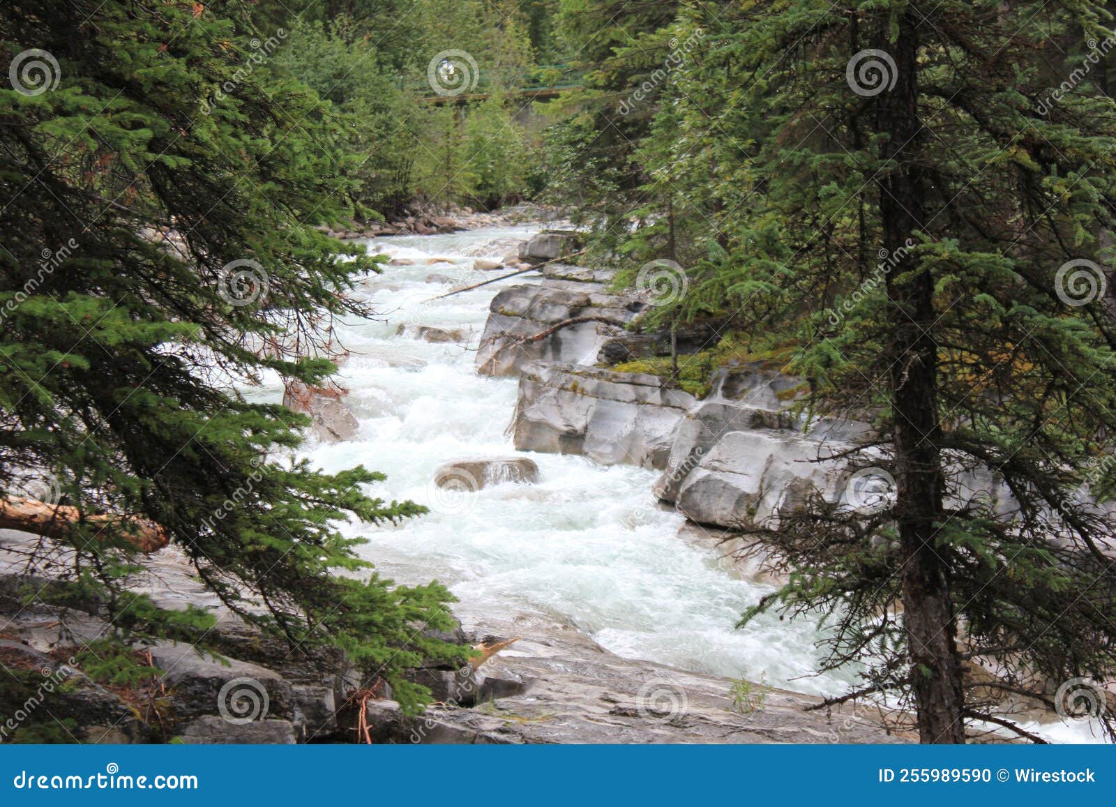 A rocky river in a forest stock photo. Image of fall - 255989590