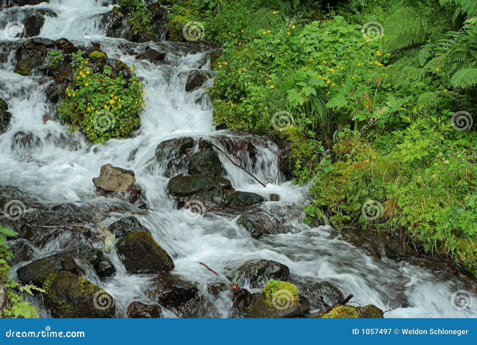 Rushing stream stock image. Image of stream, yellow, columbia - 1057497