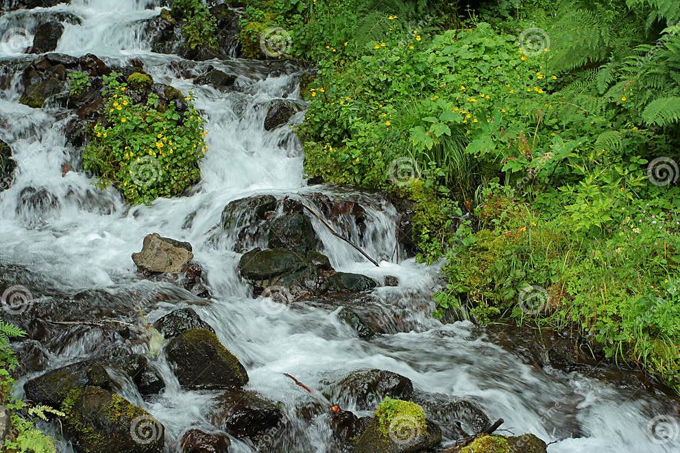 Rushing stream stock image. Image of stream, yellow, columbia - 1057497