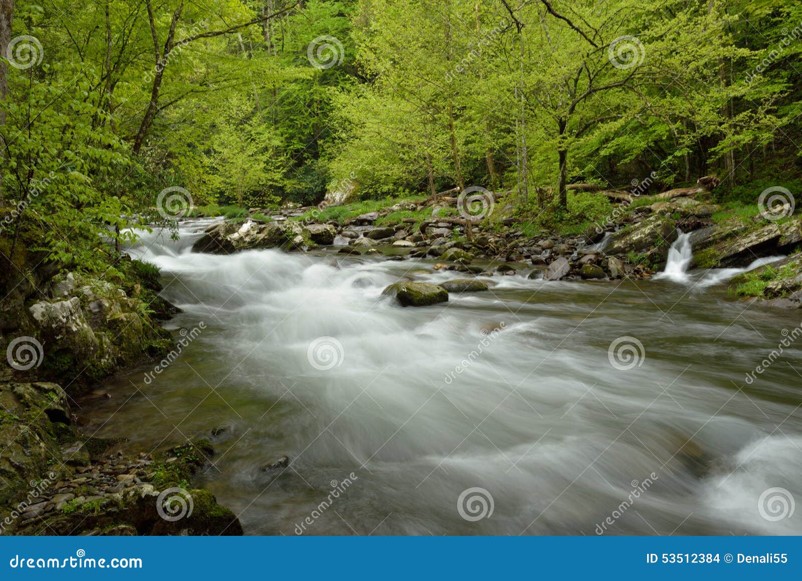 Rushing Stream through Forest. Stock Photo - Image of clear, spring ...
