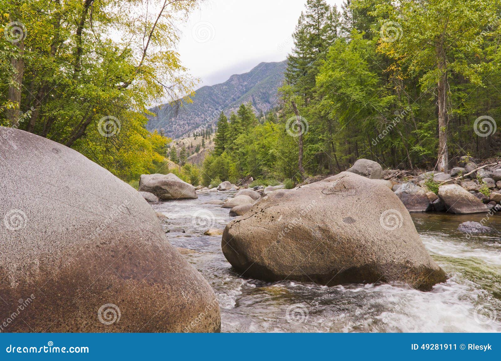 Rushing stream in forest stock image. Image of rushing - 49281911